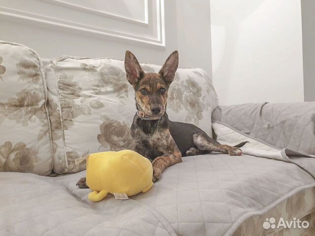 Щенок коротышка Юга.3м.Стерилизована Привита