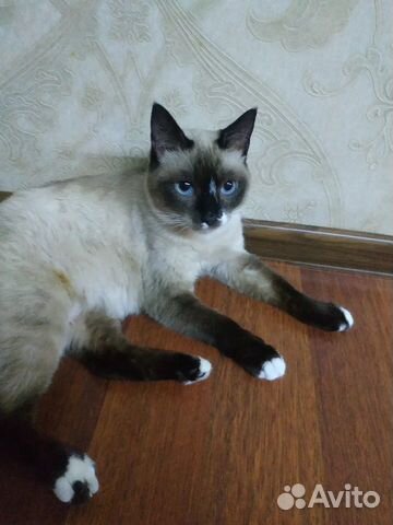 Отдам в добрые руки