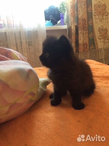 Котёнок