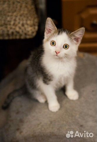 Котенок Макс в добрые руки