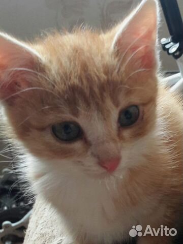 Алиса-мармеладка в добрые руки