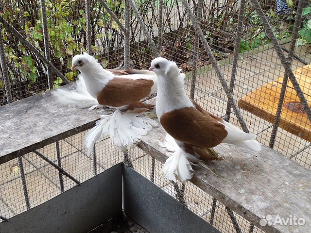 Бойные голуби северокавказские и бакинские