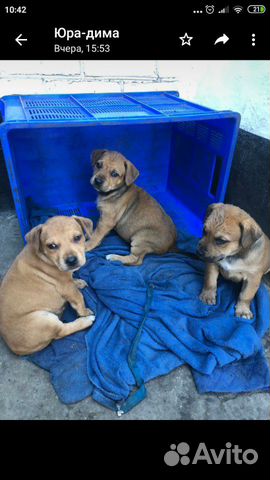 Продаю щенков стаффоширского терьера