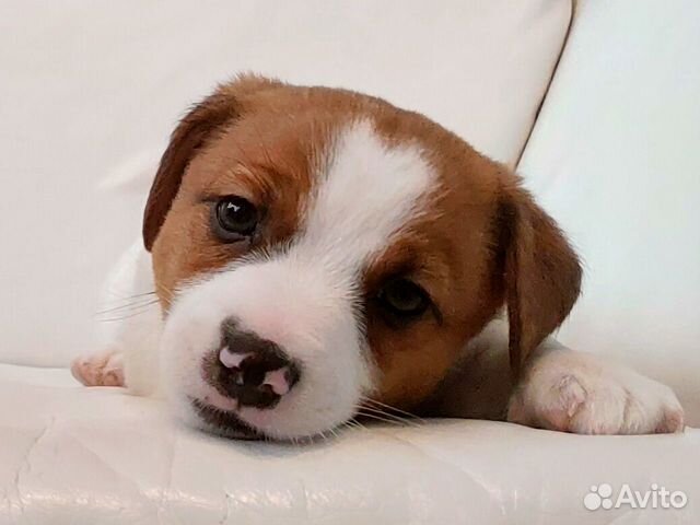 Пёсики Джек Рассел