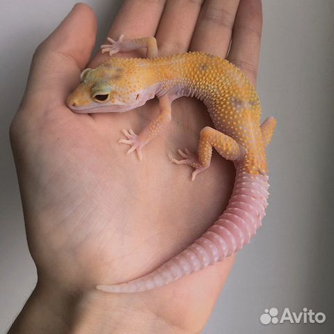 Малыши эублефары