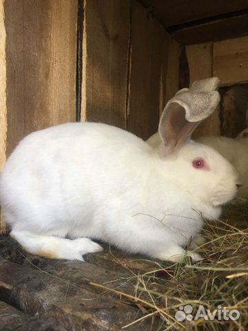 Кролики малыши