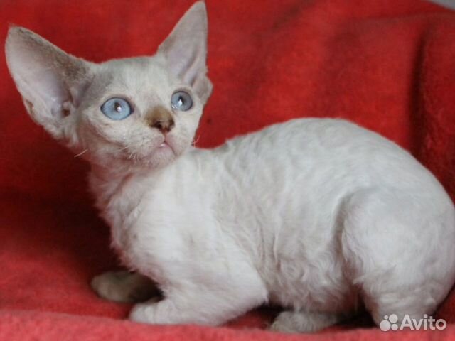 Принцесса Роксана