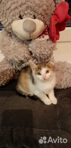 Малыши котятки ищат дом,возраст 2.5 месяца