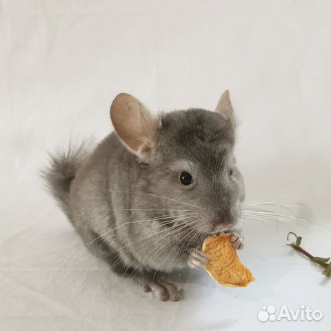 Шиншилла