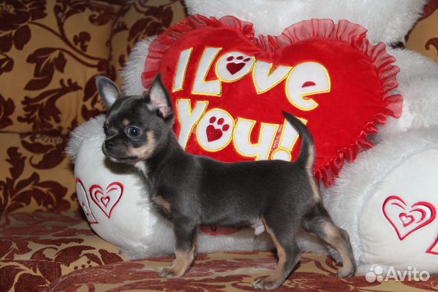 Чишки минники