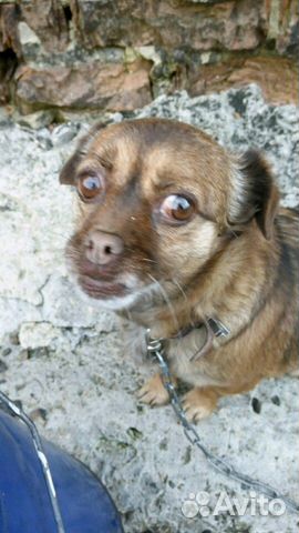 Кнопка ищет хозяев