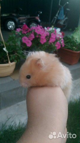 Отдадим хомячка
