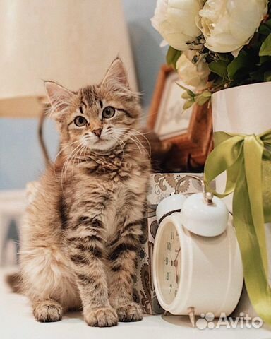 Чудесные котята в добрые руки