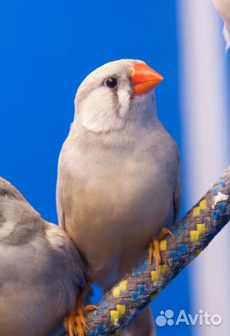 Амадина зебровая, самка