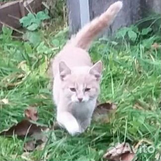 Котёнок Персик