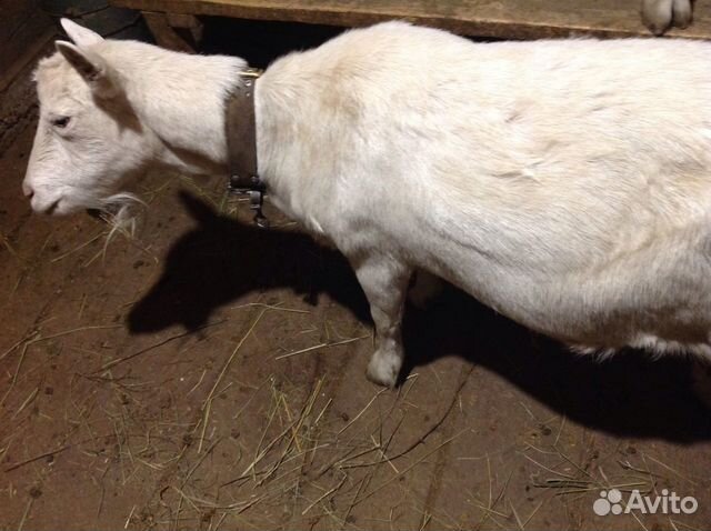 Коза дойная зааненская