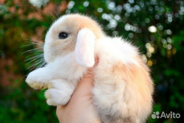 Малыши вислоушки