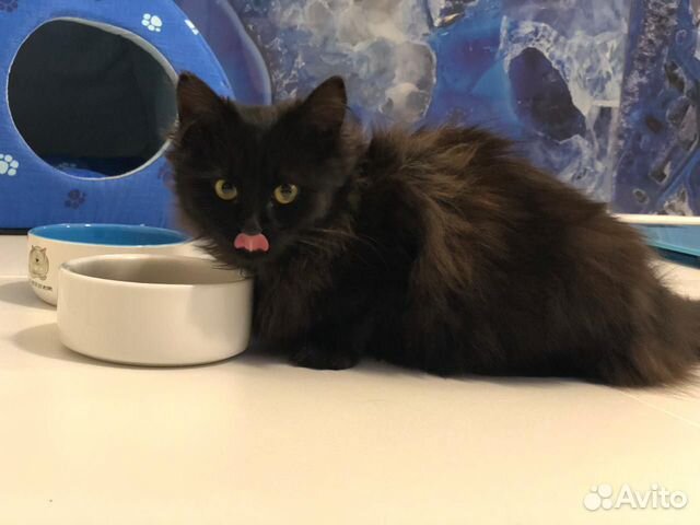 Пушистый котенок бесплатно