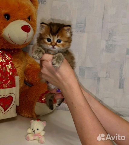Ангельские малыши