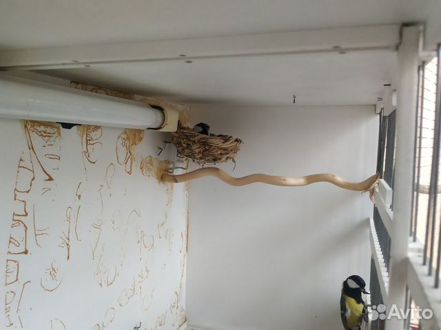 Синица большая