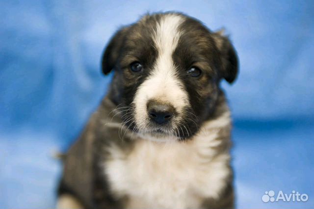 Щенки ищут дом