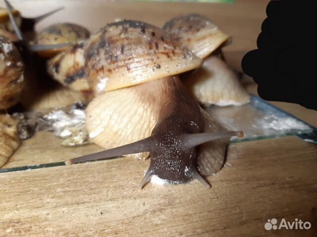 Продаются улитки Ахатины Ретикуляты