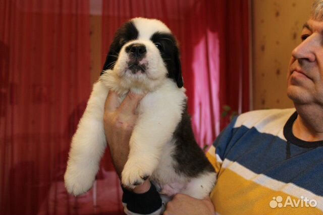 Мальчики сенбернарчики