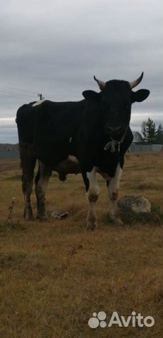 Бык, корова