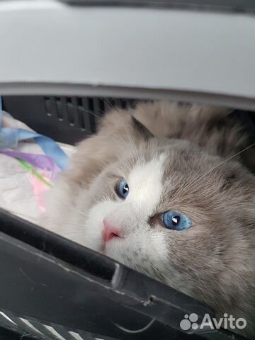 Кот породы регдолл(вязка) ragdoll