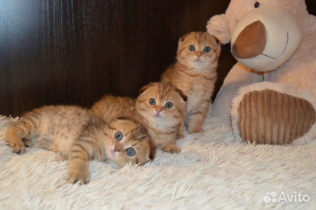 Котята