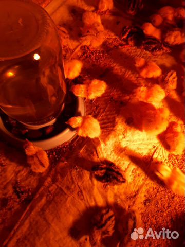 Перепелята Манчжуры, техасцы