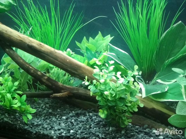 Черный грунт в аквариум