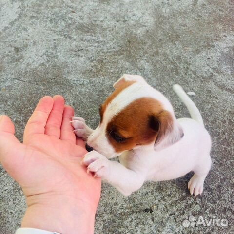 Симметричная маска - девочка Джек Рассел