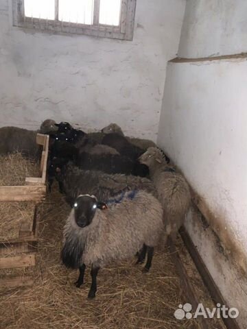 Овцы, бараны