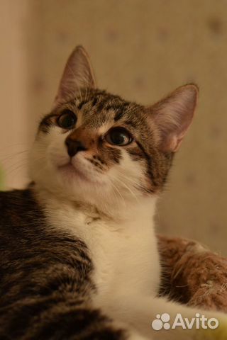 Котёнок Клим