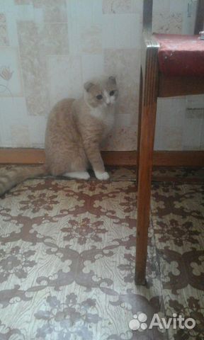 Отдам в добрые руки