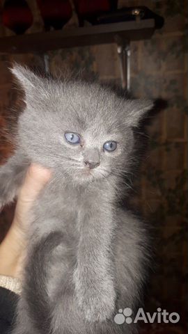 Котята метисы