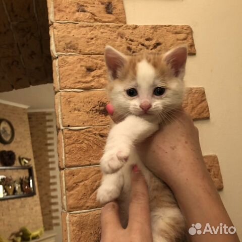 Отдам котёнка в добрые руки мальчик рыжик
