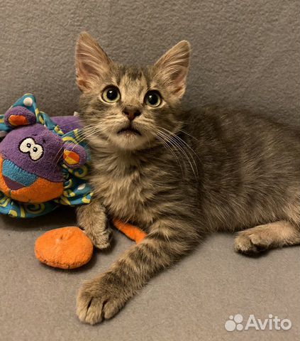 Мальчишка Фунтик ищет дом