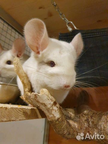 Шиншилла Felicita Бэйлис