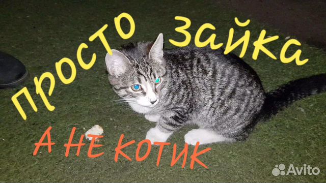Кошечка 3-5 месяцев