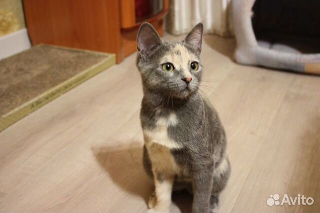 Ищу семью для котёнка Мяты