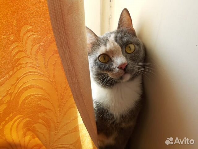 Кошка британская метиска