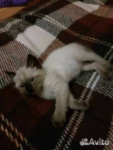 Продам кошичку