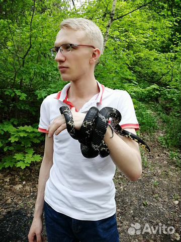 Амурский полоз самец, 5 лет
