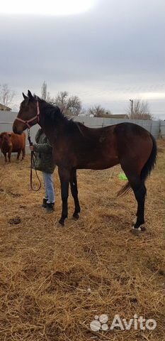 Русский рысак