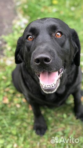 Лабрадор в добрый руки