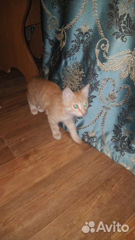 Котята-мальчики от домашей кошки