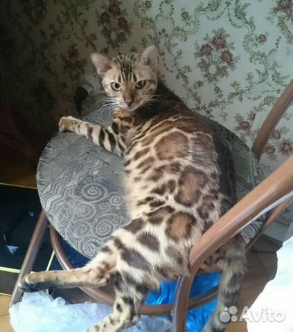 Бенгальская кошечка в добрые руки