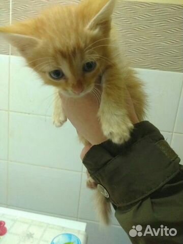 Котят на выкид